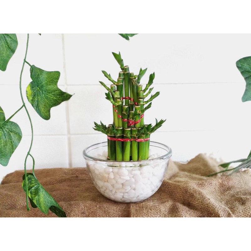 Jual BAMBU CINA TANAMAN HIAS BAMBU REJEKI HOKI HOKY LUCKY BAMBOO MINI ...