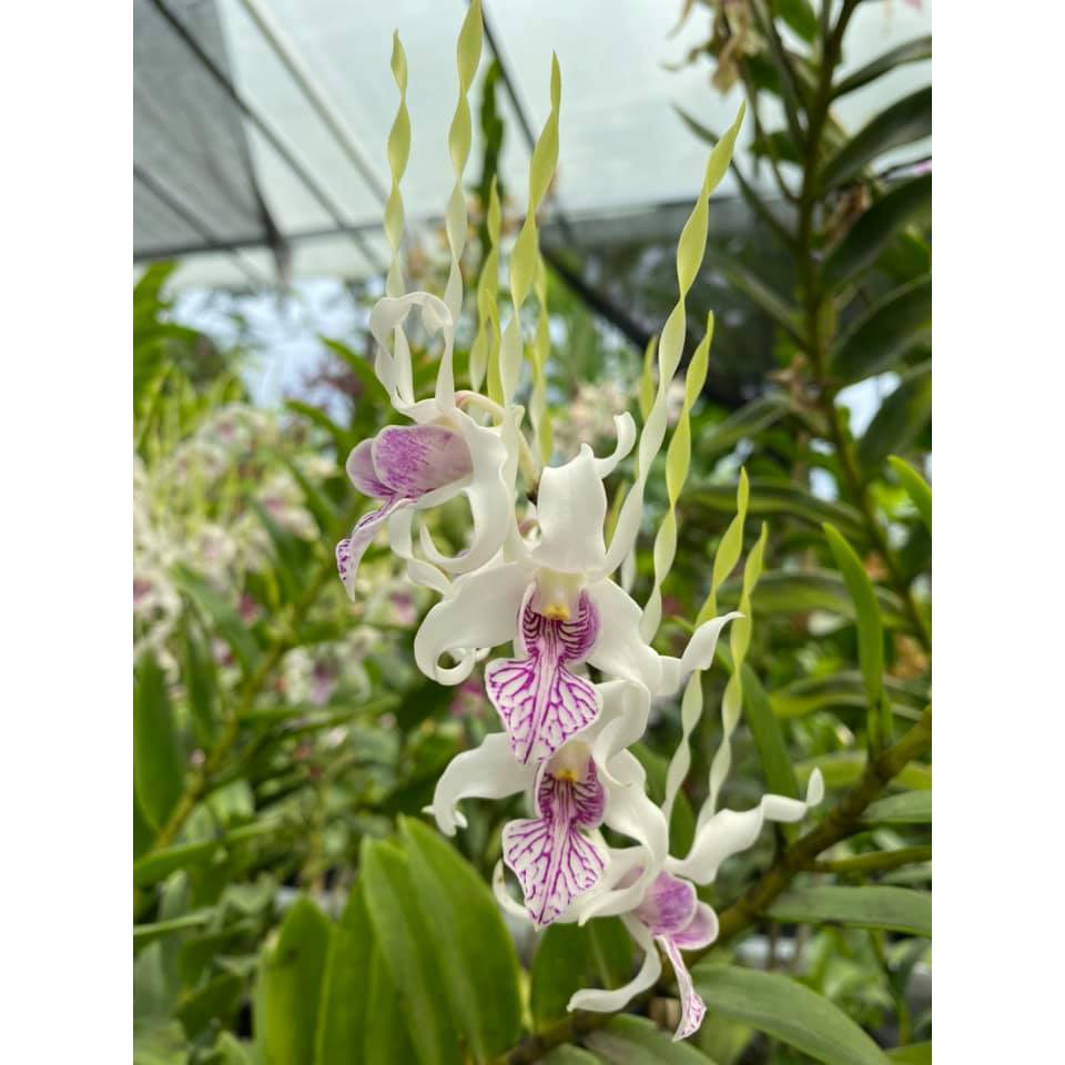 Jual Anggrek Dendrobium Stratiotes Remaja | Shopee Indonesia