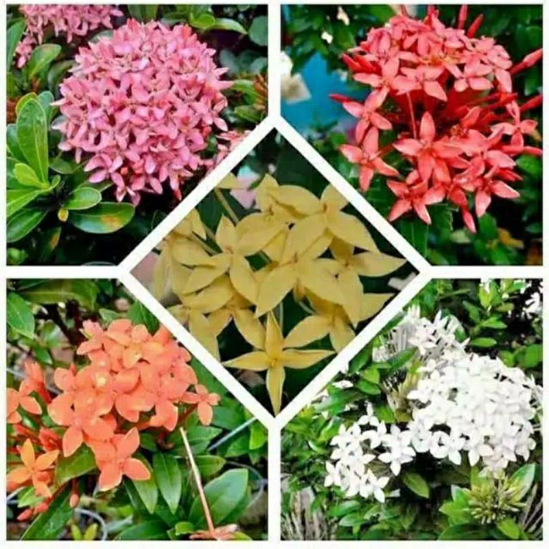 Jual Paket Tanaman Hias 5 jenis bunga Asoka(Stok melimpah) Indonesia ...