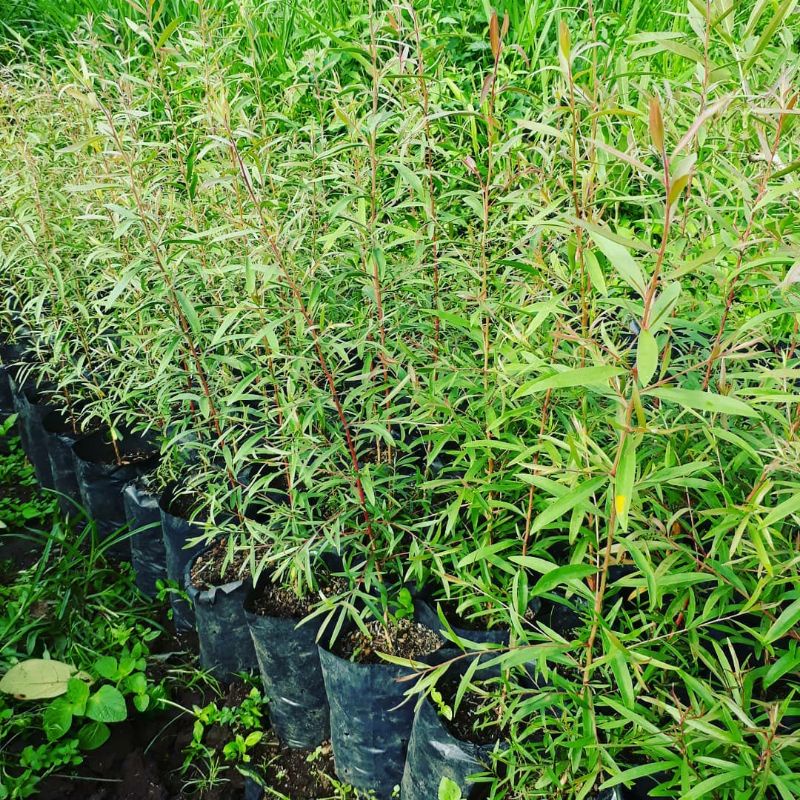 Jual Tanaman Herbal Kayu Putih/Bibit Kayu Putih | Shopee Indonesia