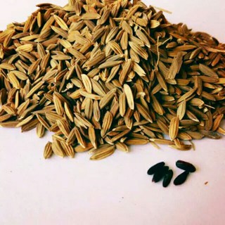 Jual 1 kilo Padi Hitam Cempo Ireng (Jeliteng) Padi kesehatan | Shopee ...