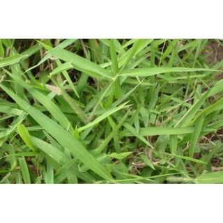 Jual Benih bibit biji rumput signal 1kg - biji rumput pakan ternak ...