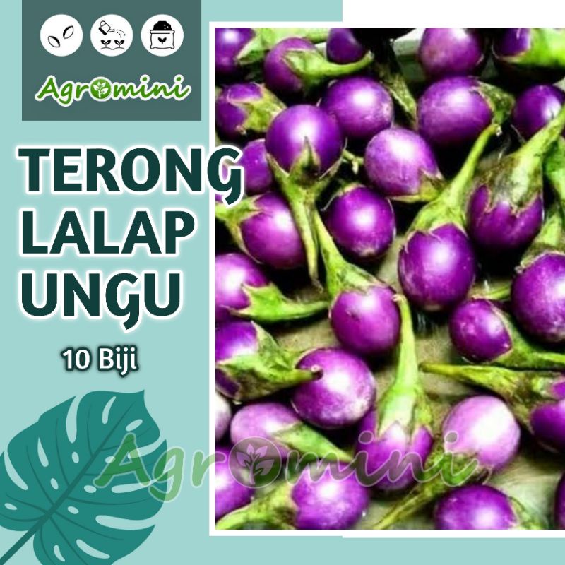 Jual Terong lalap Ungu Benih Seribuan Sayuran Rumahan Terong | Shopee ...