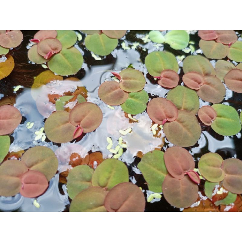 Amazon Frogbit akar merah / RARE RED ROOT FLOATING PLANT (PHYLLANTHUS ...
