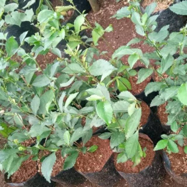 Jual Tanaman pagar teh - tehan - tetehan tanaman pagar - pohon tetehan ...