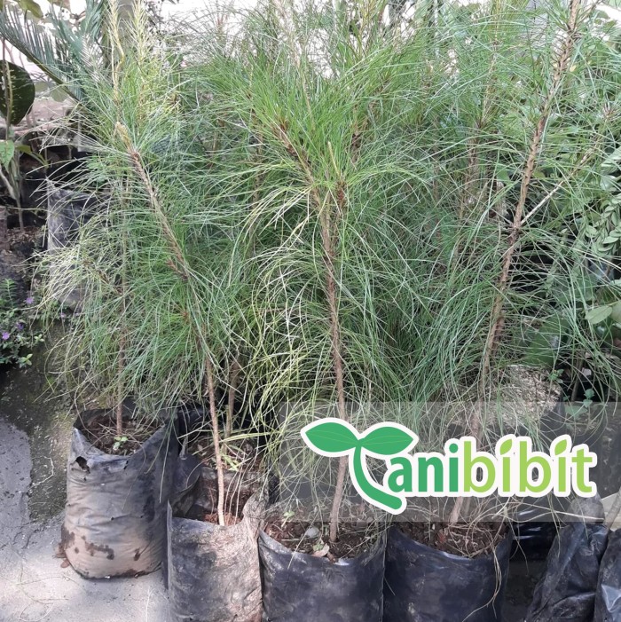 Jual Bibit Pohon Kayu Pinus Merkusii Super Tanaman Hutan Pelindung ...