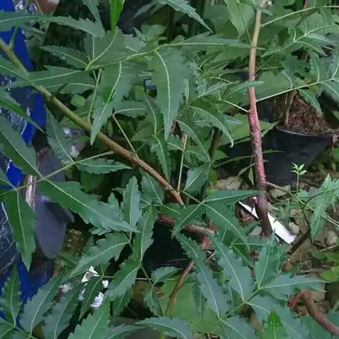 Jual Pusat Benih Tanaman. Bibit Pohon Mimba- Azadirachta Indica Erni ...