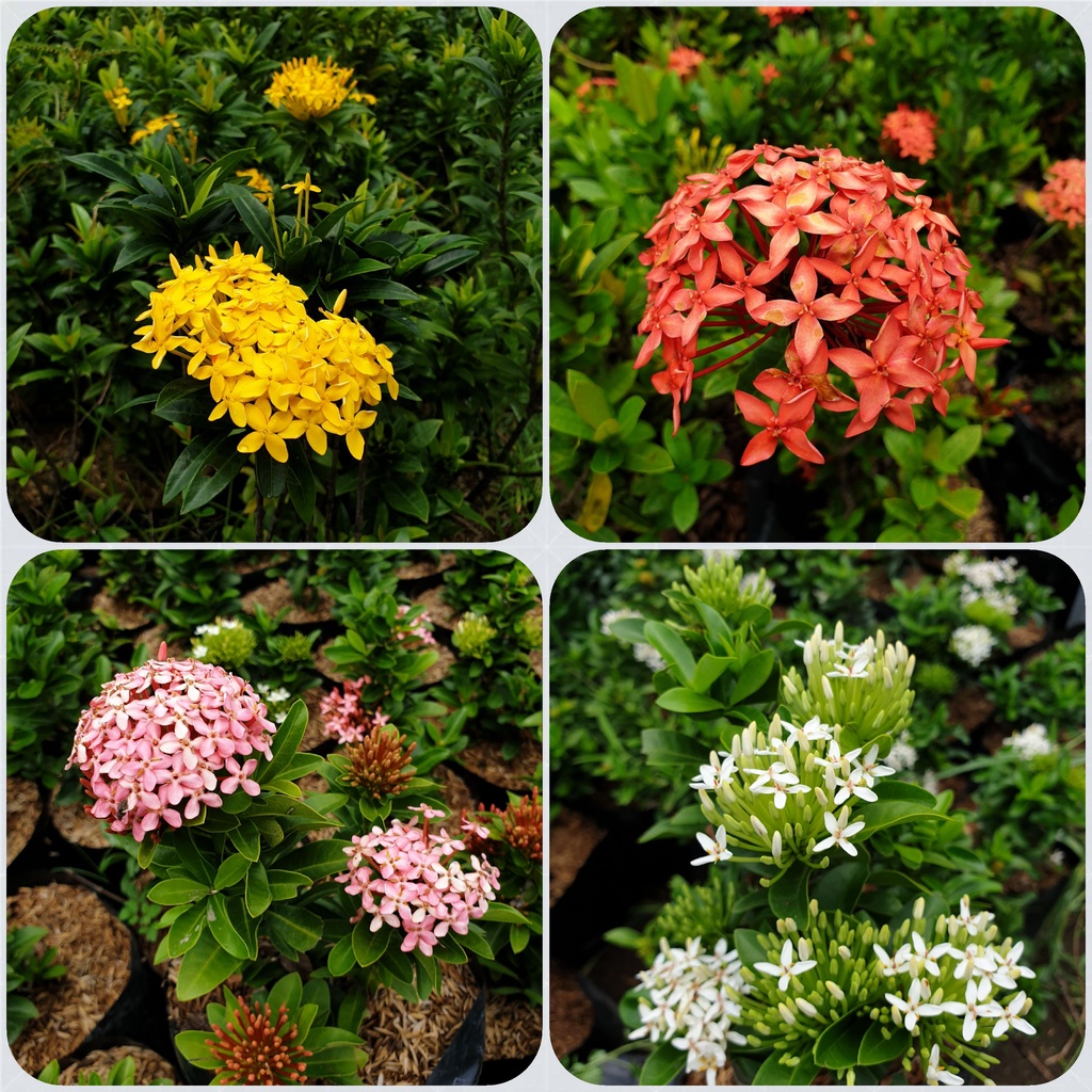 Jual Tanaman hias asoka / pohon soka jambon / soka daun kecil | Shopee ...