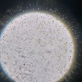 Jual Pupuk Walne 500 ML Kultur Phytoplankton Alga Spirulina ...