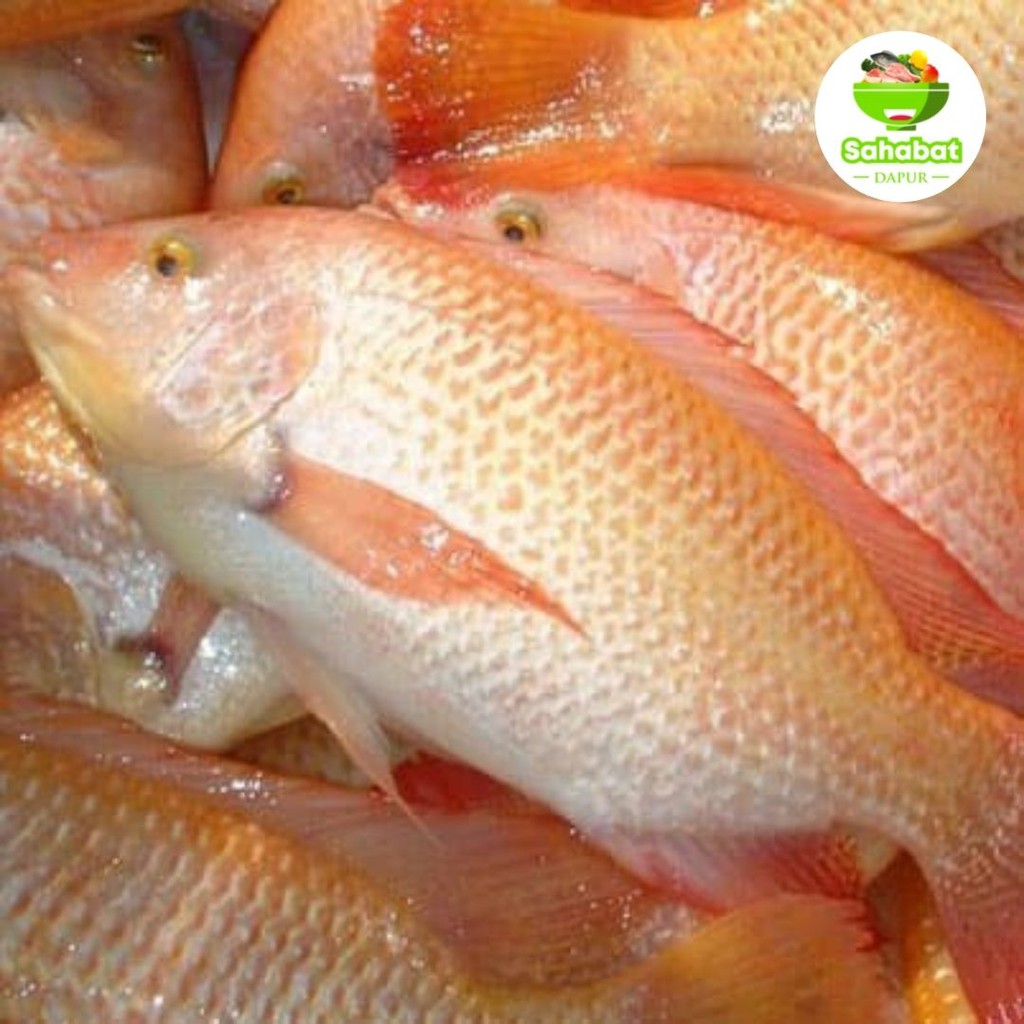Jual Ikan Nila/Ikan Nila Hidup/Ikan Nila Segar/Ikan Nila Merah/Ikan ...
