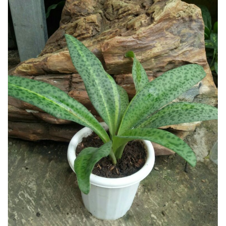 Jual Tanaman hias lIdah katak | Shopee Indonesia