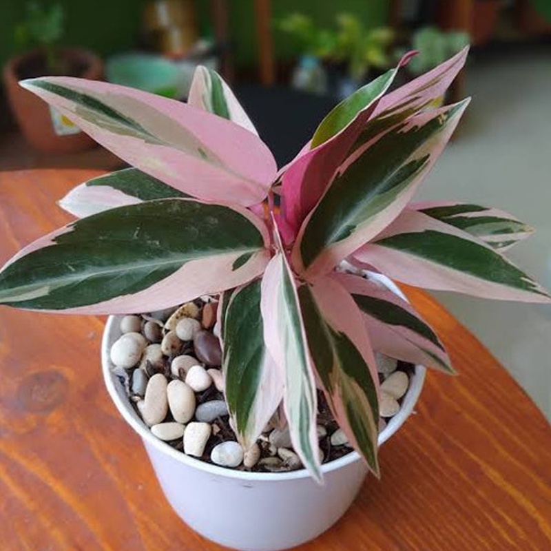 Jual Tanaman hias meranti bali I tisu I calatea meranti | Shopee Indonesia