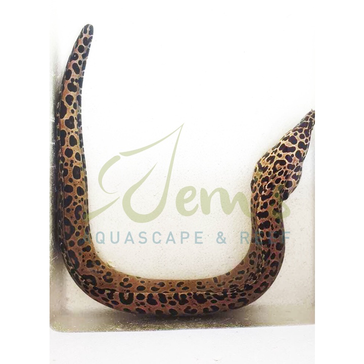 Jual Belut Moray Totol Besar / Moray Macan (Giant Moray Eel) | Shopee ...