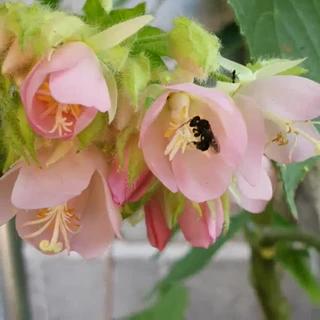 Jual Bunga Dombeya Cayeuxii Full Nektar Polen Untuk Pakan Klanceng