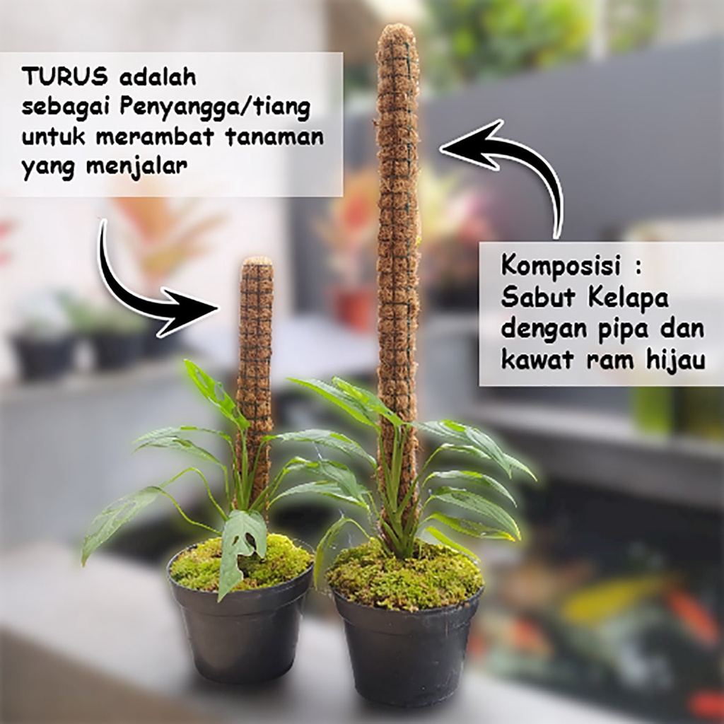 Jual Turus Penyangga Tanaman - Turus Tanaman Kawat ram 40 cm | Shopee ...