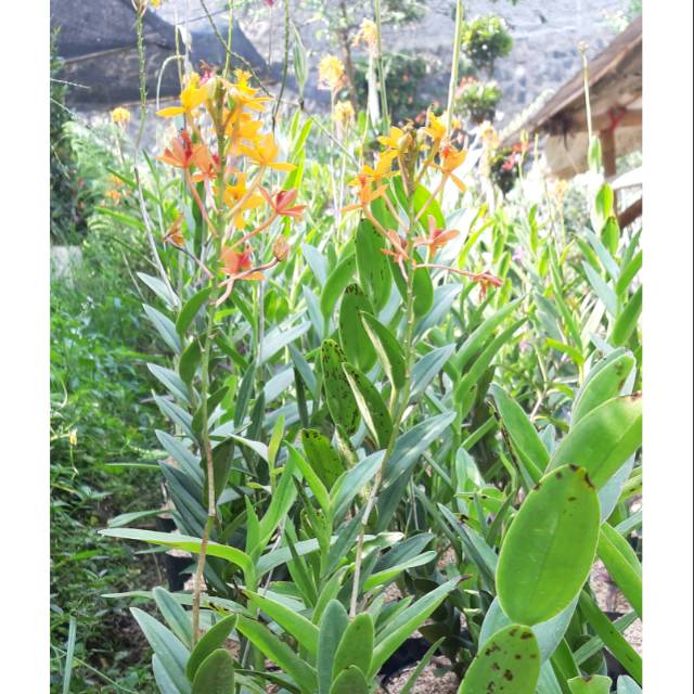 Jual Tanaman Hias Anggrek Tanah Bunga Kuning | Shopee Indonesia