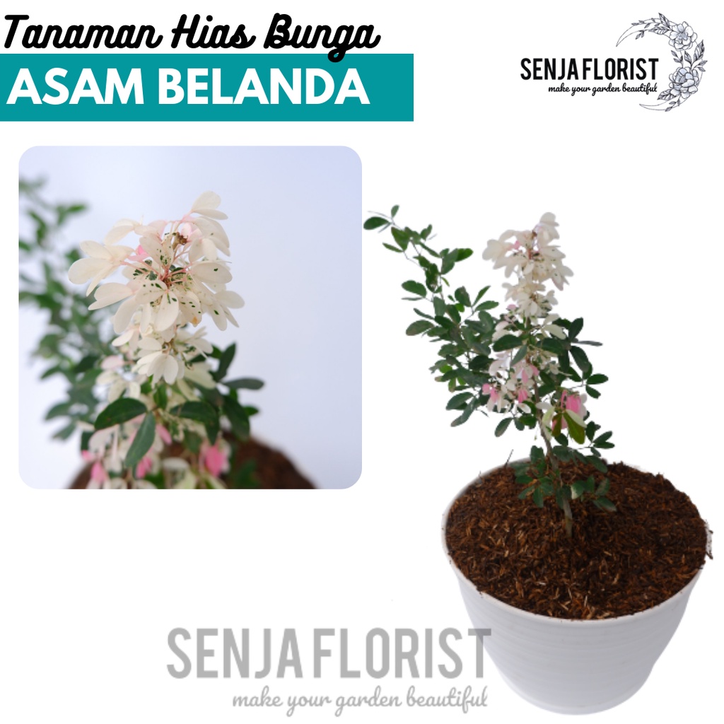Jual Tanaman Hias Bunga Asam Belanda - Asem Londo - Pithecellobium ...
