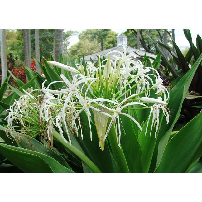 Jual tanaman hias bakung / spider lily | Shopee Indonesia
