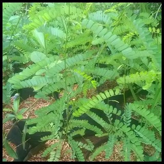 Jual 15 BIJI DAUN SAGA BENIH DAUN SAGA TANAMAN OBAT HERBAL DAUN SAGA ...