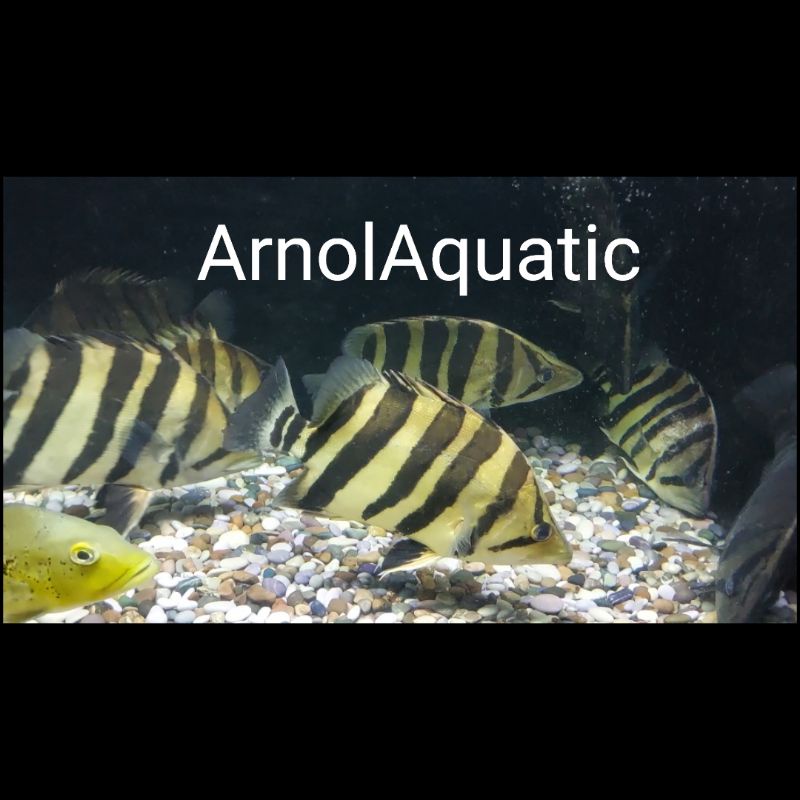 Jual Ikan Datz Sumatra 30-32cm | Shopee Indonesia