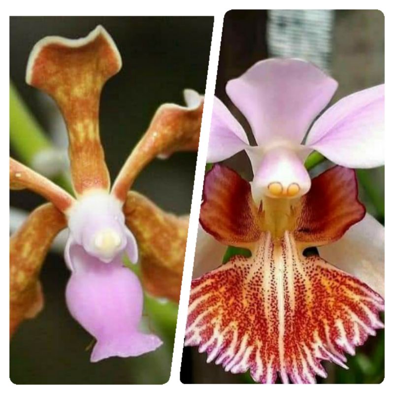 Jual anggrek seedling silangan Vanda Limbata x Papilionanthe pedunculata | Shopee Indonesia