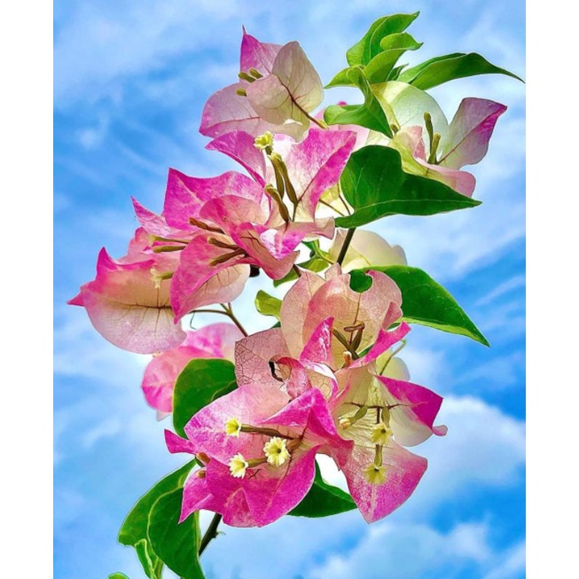 Harga Bougenvile Terbaru Oktober 2023 Biggo Indonesia