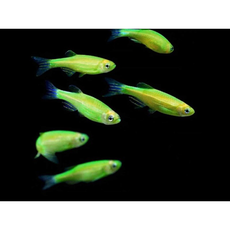 Jual Ikan Zebra Danio Green light / ikan zebra danio hijau | Shopee ...