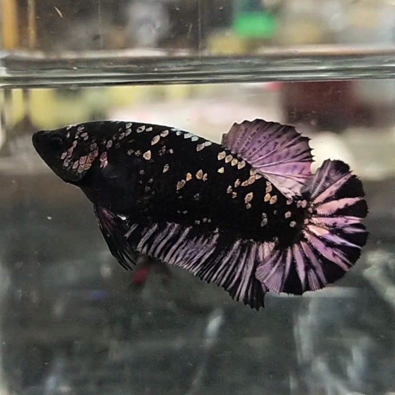 Jual ikan cupang avatar copper ORI (bahan) | Shopee Indonesia