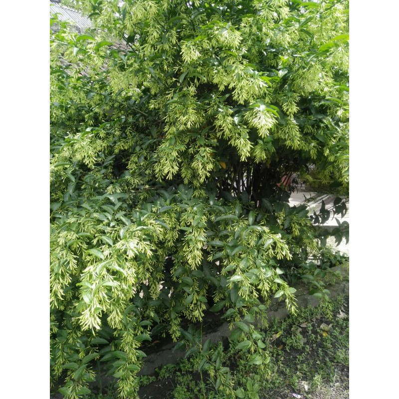 Jual bonggolan tanaman Arum dalu Indonesia|Shopee Indonesia