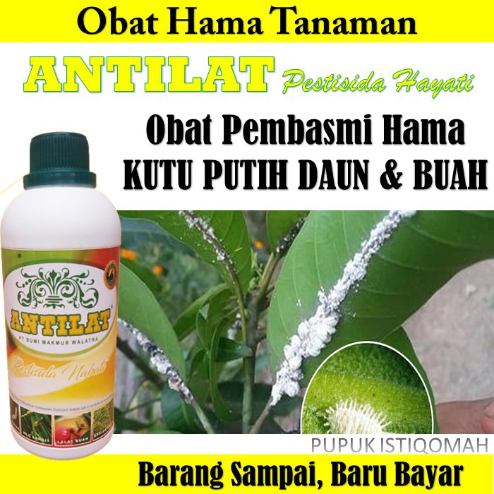 Jual Antilat Obat Pembasmi Hama KUTU PUTIH pada Buah & Daun - Antilat ... Jual Antilat Obat Pembasmi Hama KUTU PUTIH pada Buah & Daun - Antilat ...