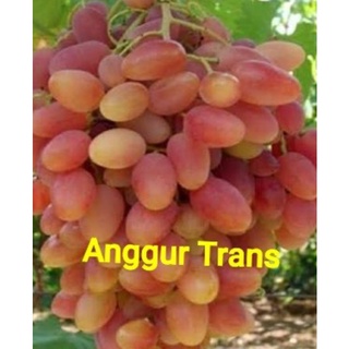 Jual Entres anggur import jenis Taldun, Trans, Dixon, Angelica ...