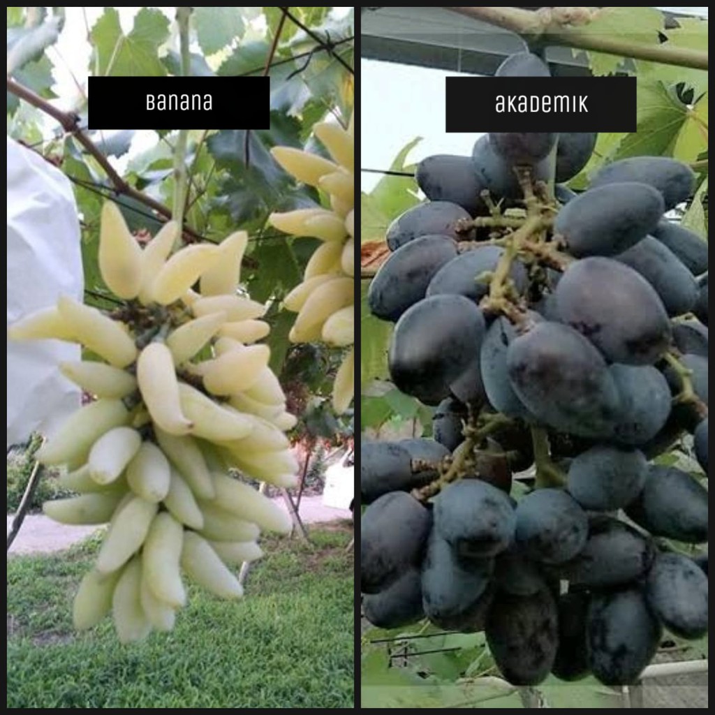 Jual Promo Paket Anggur 1kg / 2 Pohon | Shopee Indonesia