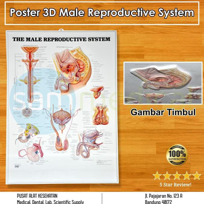 Jual POSTER SISTEM REPRODUKSI WANITA /3D THE MALE REPRODUCTIVE SYSTEM ...