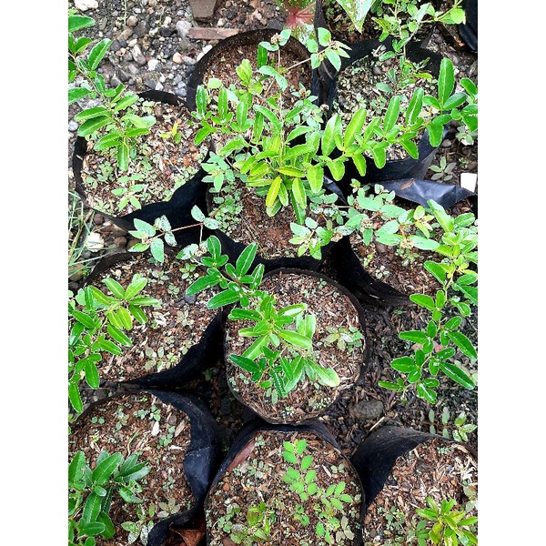 Jual bibit jeruk kingkit dari biji / bahan bonsai jeruk kingkit /jeruk ...