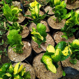 Jual Apel Puring Kuning | Puring Telur Tanaman Hias | Shopee Indonesia