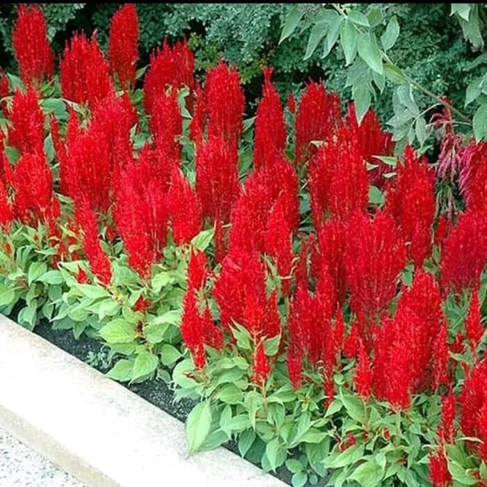 Inilah 36+ Tanaman Bunga Celosia Kekinian - Informasi Seputar Tanaman Hias