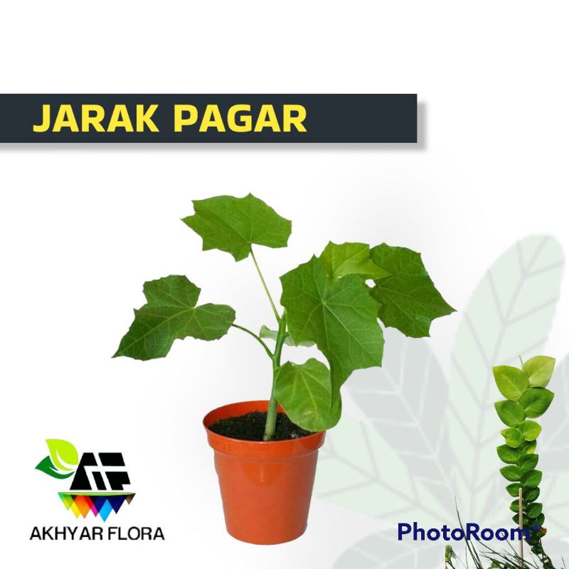 Jual Tanaman Herbal Jarak Pagar Daun Jarak Pagar | Shopee Indonesia