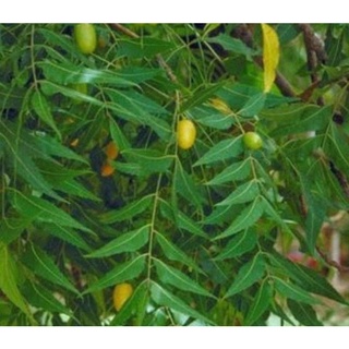 Jual BUAH MINDI SEGAR | MINDI BUAH (1KG) | Shopee Indonesia