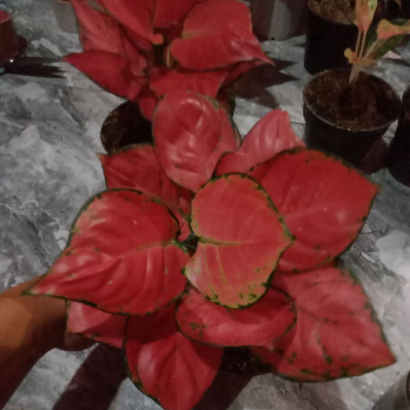 Jual red Anja daun bulat | Shopee Indonesia