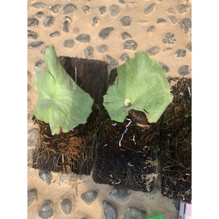 Jual platycerium wandae atau simbar menjangan papua size baby rawatan ...