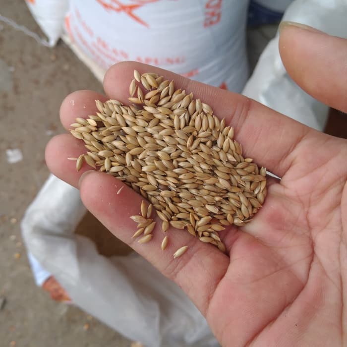 Jual Pusat benih bibit rumput brachiaria decumben 1kg Indonesia|Shopee ...