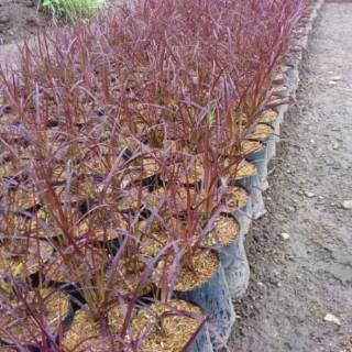 Jual Tanaman rumput merah atau fountain red grass | Shopee Indonesia