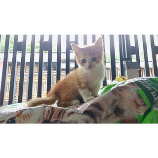 Jual lepas adopt kucing mixdom, anggora umur 3 bulan silangan persia ...