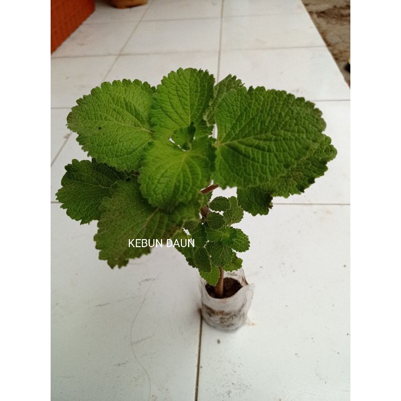 Jual Bibit Tanaman Torbangun Bangun-Bangun | Shopee Indonesia