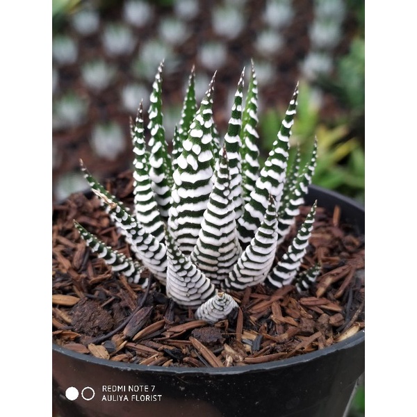 Jual Haworthia Fumila Zebra | kaktus dan sukulen | tanaman hias ...