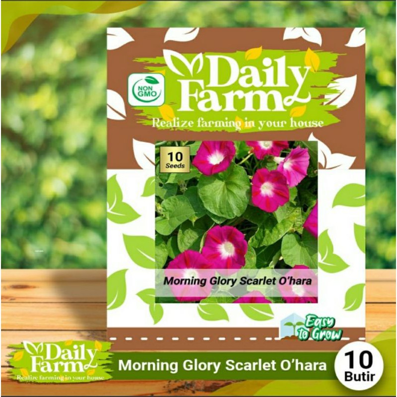 Jual Benih Bunga Morning Glory Scarlet Ohara - Daily Farm | Shopee ...