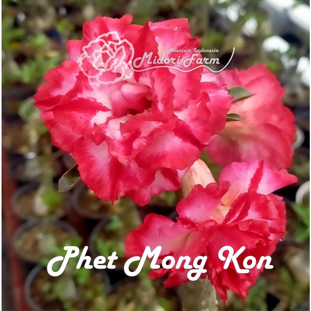 Jual Adenium Grafting/Sambungan Bunga Tumpuk PHET MONG KON Size A ...