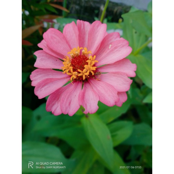 Jual BENIH BUNGA ZINIA (30 BUTIR MIX) | Shopee Indonesia