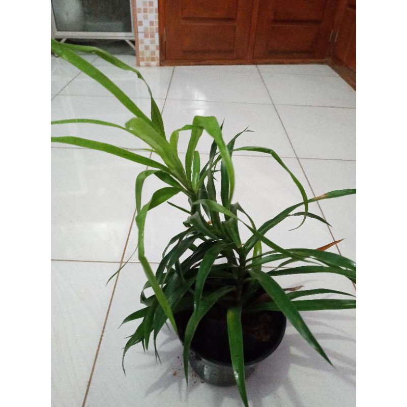 Jual TANAMAN SUJI-tanaman herbal toga pohon suji | Shopee Indonesia