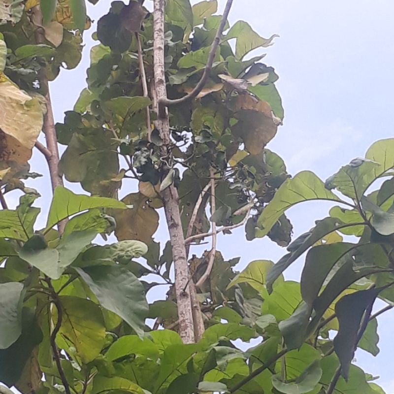 Jual benalu pohon jati segar 500gr | Shopee Indonesia